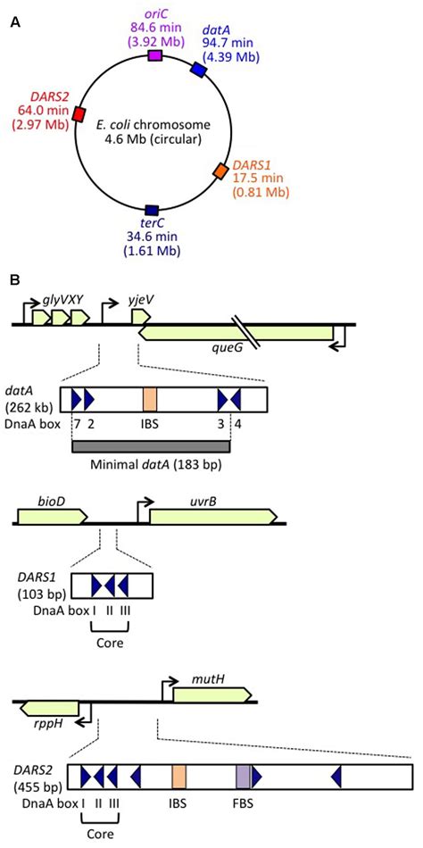 Frontiers The Dnaa Cycle In Escherichia Coli Activation Function