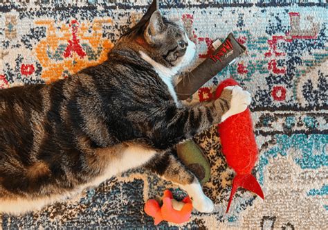 Why Do Cats Like Catnip Faq About Cats And Catnip