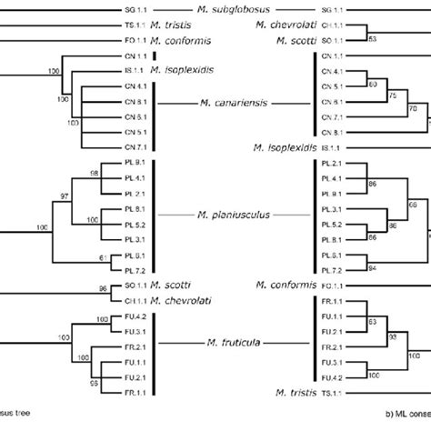 bootstrap consensus trees for a bayesian and b maximum likelihood