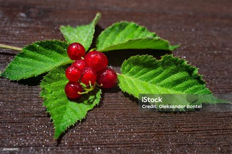 나무 배경에 나뭇잎이 있는 잘 익은 붉은 건포도의 아름 다운 무리입니다 잘 익은 여름 베리 작물 갈색에 대한 스톡 사진 및 기타 이미지 Istock