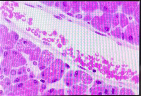 Solved Is This A Simple Squamous Epitheliumsimple Cubodial