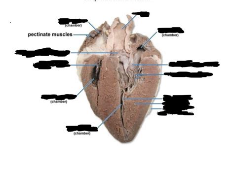 Sheep Heart Diagram Quizlet