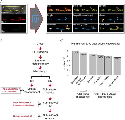 A Fiji Macro To Systematically Quantify NMJ Features Representation Of Download Scientific