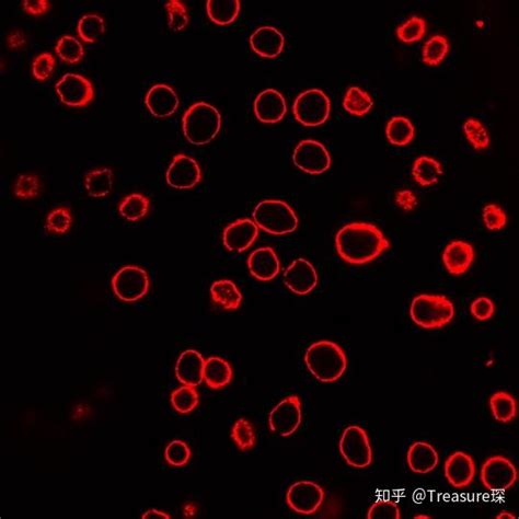 ImageJ实用教程细胞膜荧光强度检测 定量分析篇 知乎