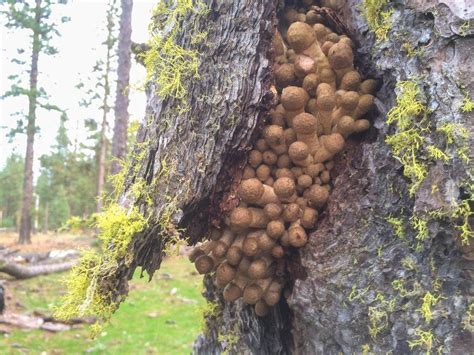 Mushroom R Mildlypenis