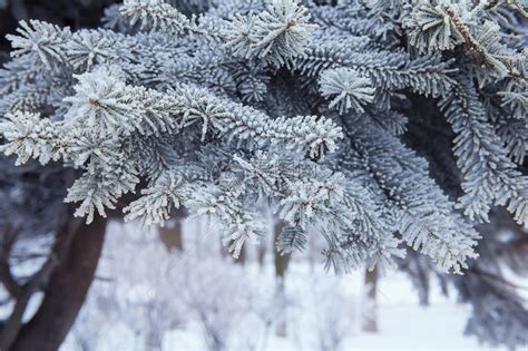 圣诞树背景下雪高清图片下载 正版图片507158935 摄图网