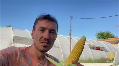 Особености за отглеждане на сладка царевица през този период от годината Youtube