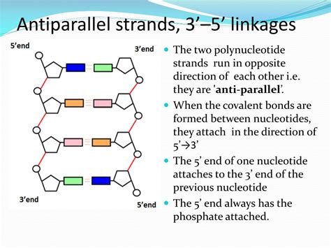 Why Dna Strands Are Antiparallel