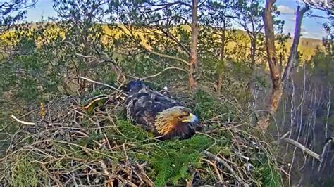 Live Webcam Golden Eagles Nest Latvia