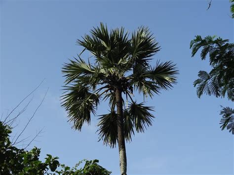 Borassus Flabellifer Eflora Of India