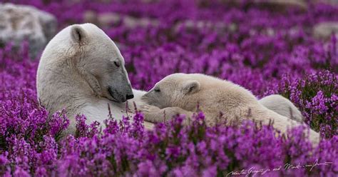 Photographer Camps With Polar Bears In The Canadian Arctic