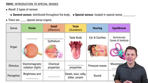Special Senses Receptors Five Special Senses What Are The Five