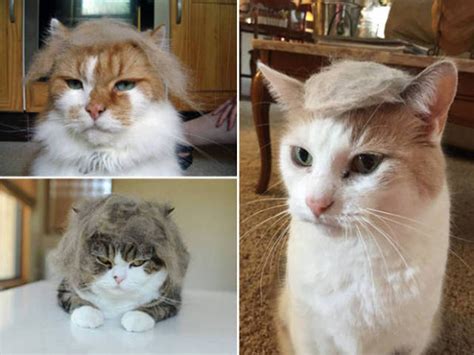 儿童小猫发型怎么扎 儿童猫耳朵辫子怎么扎 小猫发型怎么扎 第4页 大山谷图库