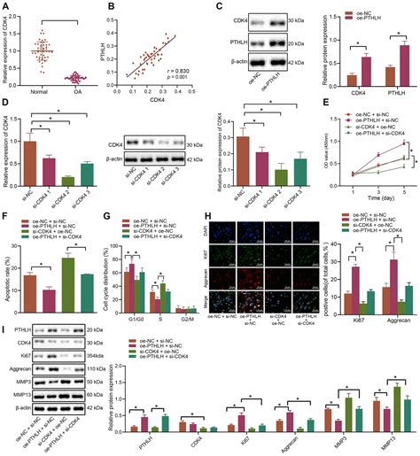 Downregulation Of Microrna 29b By Dnmt3b Decelerates Chondrocyte