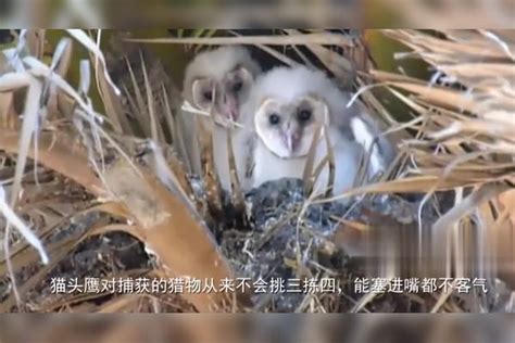 猫头鹰的特殊技能，每天吐出一粒 丸子”，知道原因的人不多丸子技能猫头鹰