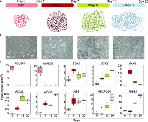 2d protocol with neural induction followed by self patterning and