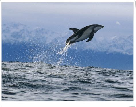 돌고래 자연과 어우러진 아름다운 풍경 네이버 블로그