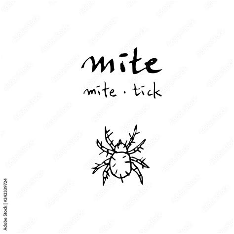 곤충 일러스트 손으로 그린 곤충 스케치 Stock Vector Adobe Stock