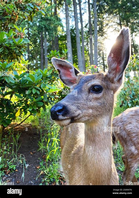 Close Up Of A Beautiful Black Tailed Deer In A Forest With The Sun