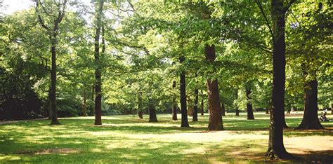 Tree Surveys The XRAIL Group