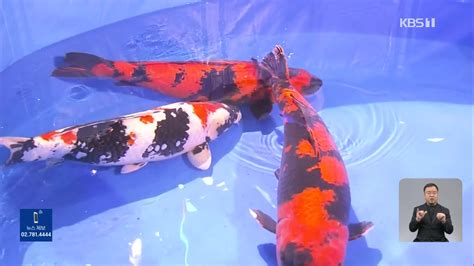 비단잉어 종주국 위상 지키려는 일본의 노력