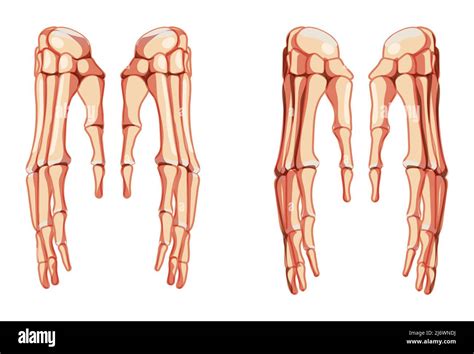 Hands Skeleton Human Front Anterior Ventral View Set Of Carpals Wrist