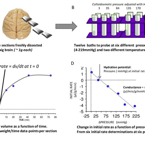 Dehydration Increases Creb Phosphorylation Pcreb Download Scientific Diagram