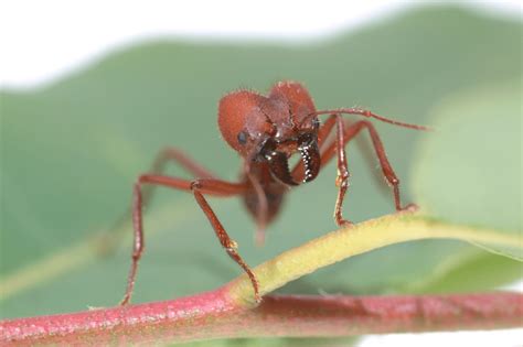 Ant Reproduction How Do Ants Reproduce And Fertilise