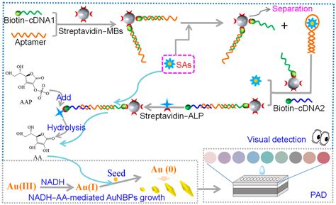A Paper Based Multicolor Colorimetric Aptasensor For The Visual Determination Of Multiple