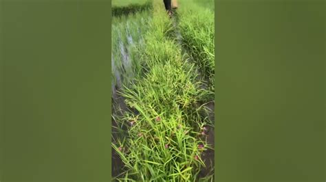 မိုးရာသီမှာ လယ်ကွင်းထဲ လျှောက်သွား Youtube