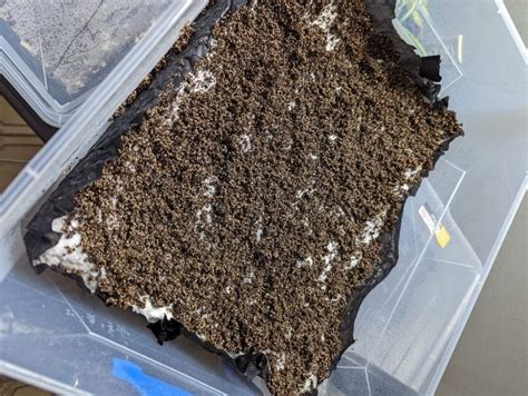 Extraction Of Psilocybin And Psilocin From Psilocybe Mushrooms Magic Mycology