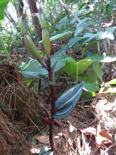 Psilochilus Macrophyllus · Inaturalist