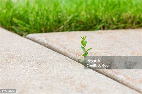 콘크리트 보도의 균열에서 자라는 잡초 잔디 관리 조경 및 제초 개념 0명에 대한 스톡 사진 및 기타 이미지 0명 Diy 가정 생활 Istock