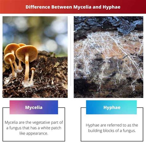 Mycelia Vs Hyphae Difference And Comparison