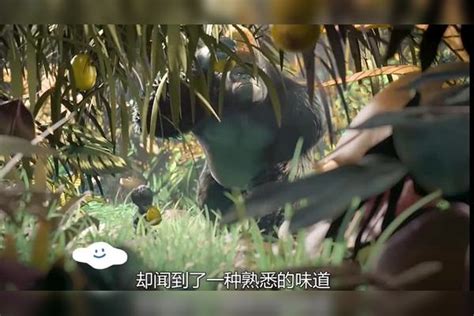 凶猛的丛林之王面对不共戴天的仇人却选择了饶恕 仇人 丛林之王 选择了