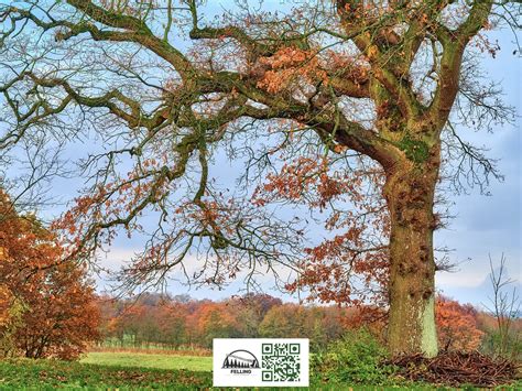 Tree Value Calculator Felling Uk