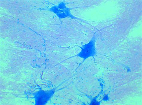 Unipolar Neuron Under Microscope
