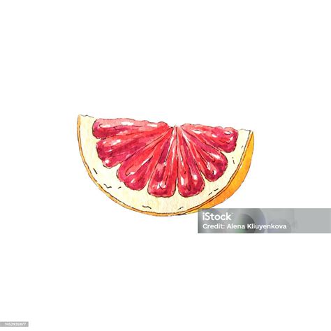 수채화 자몽 또는 레드 오렌지 슬라이스는 휴일 결혼식 및 음식 디자인에 사용하기 위해 식물 스타일로 손으로 칠했습니다 열대 감귤류 과일 감귤류 과일에 대한 스톡 벡터 아트