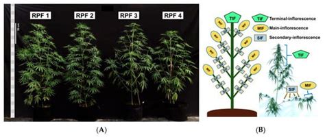 Sex Expression And Seed Yield Stability In Thai Hemp Cannabis Sativa L