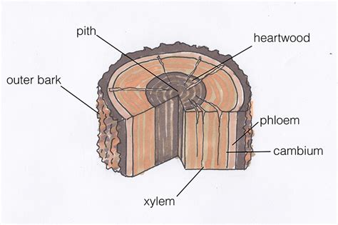 The 5 Layers Of A Tree Trunk Westchester Tree Life