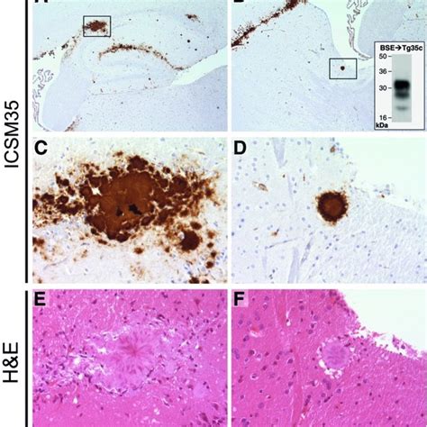Pdf Atypical Scrapie Prions From Sheep And Lack Of Disease In