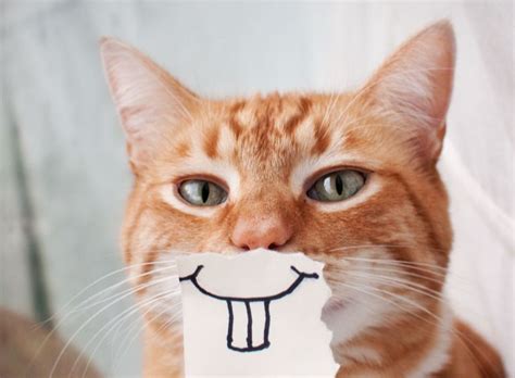 5 Funfact Về Sex Sex Is Good But Sex Facts Are Better