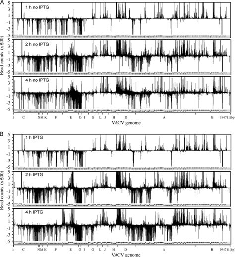 Temporal Expression Of Vacv Mrnas Following Removal Of Hu Hela Cells Download Scientific