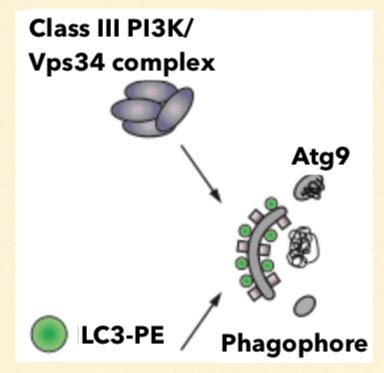 MCDB Cell Bio Lab Flashcards Quizlet