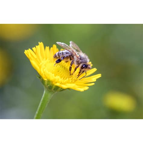 Hokku Designs Delva Bee By Dirk Daniel Mann Wayfair