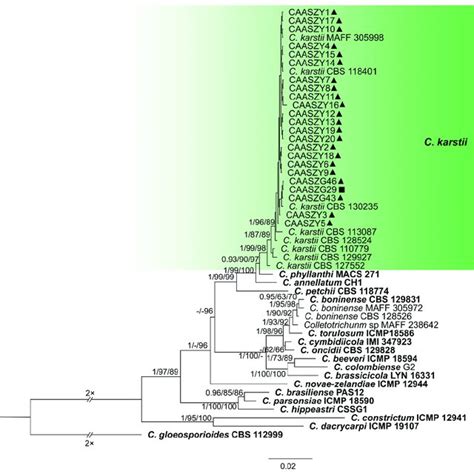 A Bayesian Inference Phylogenetic Tree Of 50 Isolates In The C