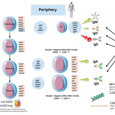 B Cell Phenotypes During Maturation Download Scientific Diagram