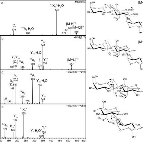 7 Esi Ms N Spectra And Fragmentation Pattern Of Sucrose Formate Adduct