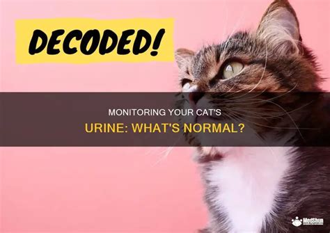 Monitoring Your Cat S Urine What S Normal MedShun