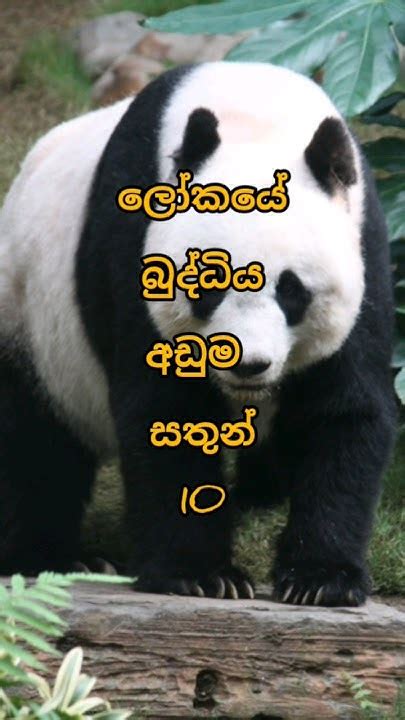 ලෝකයේ බුද්ධිය අඩුම සතුන් 10😱 අලුත් දේවල් දැන ගන්න අපිව Subscribe කරලා